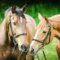 Gestation chez le cheval : Étapes, la durée et conseils - Infos ...