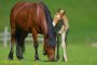 Gestation chez le cheval : Étapes, la durée et conseils - Infos ...