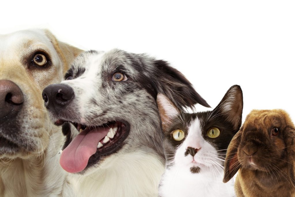 Kobaka : La Vente à Domicile pour Animaux qui révolutionne Tout ...