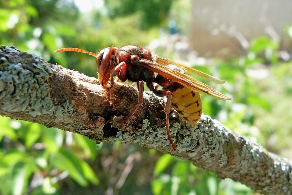 Suivez nos conseils pour piéger le frelon asiatique dans votre jardin ...