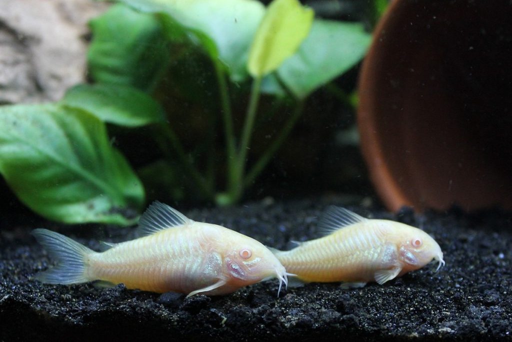 Comment bien choisir son poisson de fond pour un aquarium d'eau douce ...